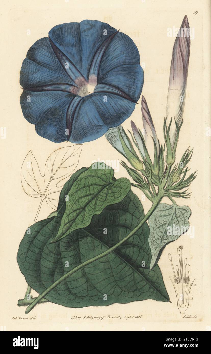 Ipomoea mutabilis hi-res stock photography and images - Alamy