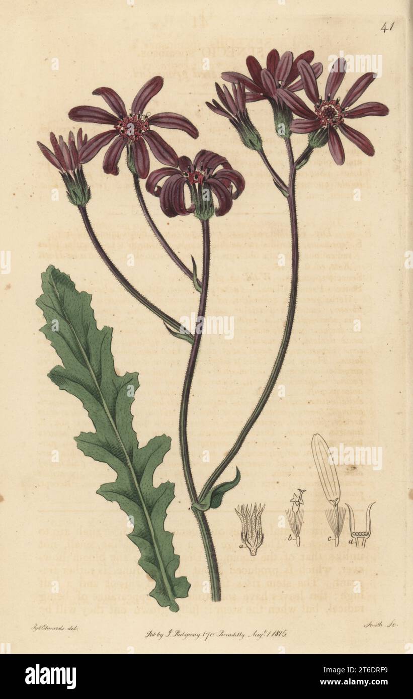 Red-flowered groundsel, Senecio speciosus. Introduced by George Slater ...