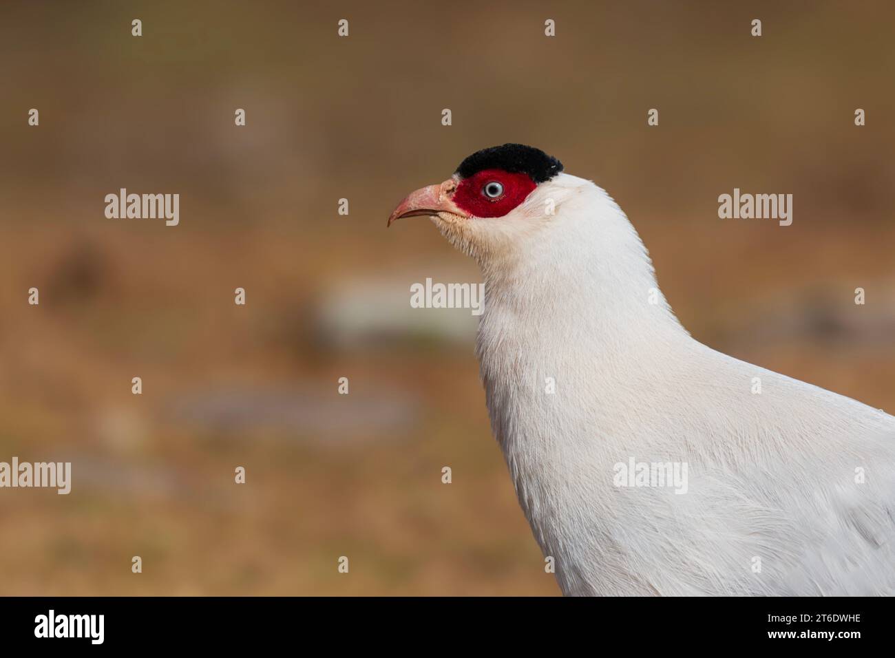 White Eared Pheasant China Stock Photo - Alamy