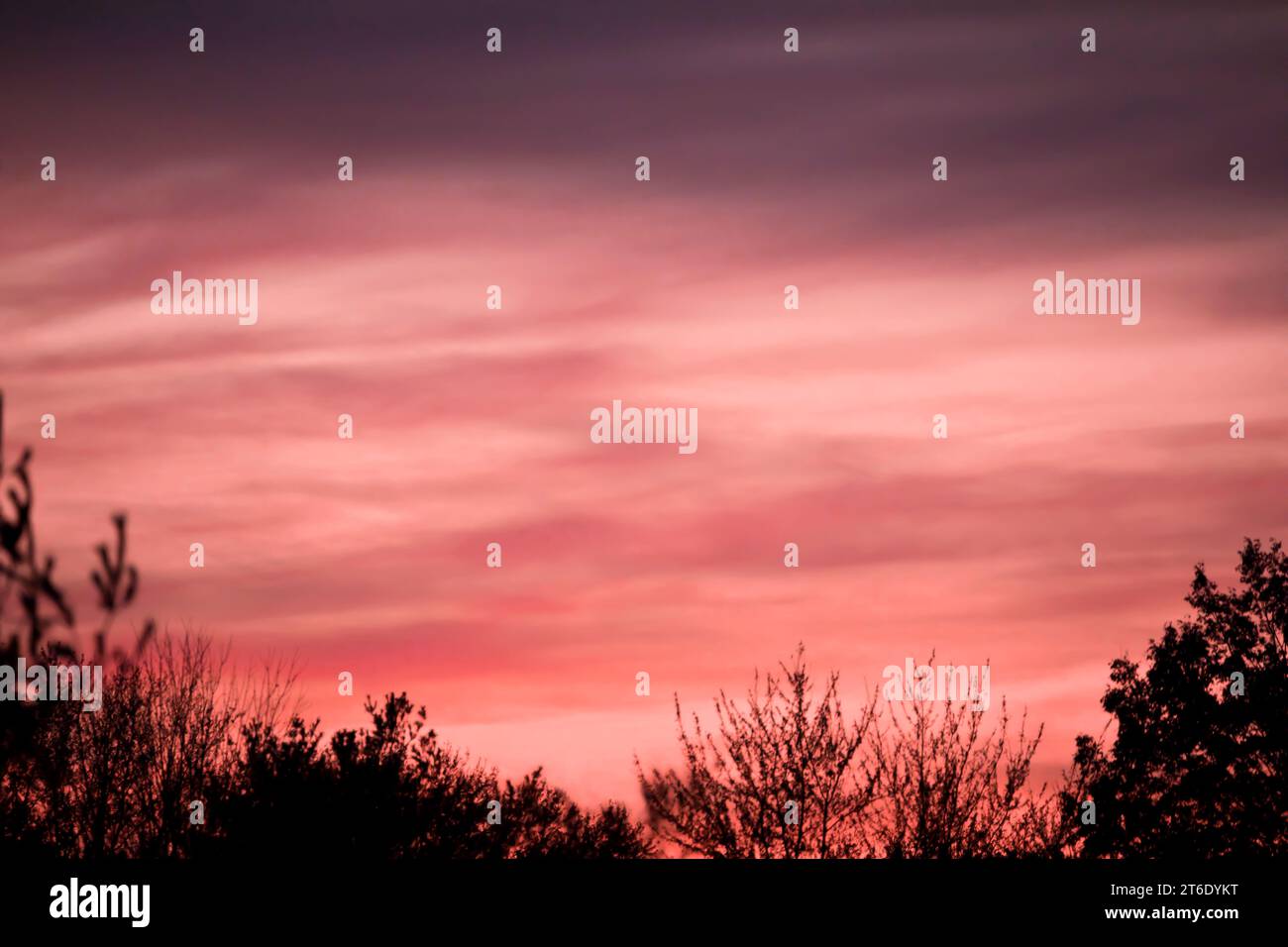 Beautiful pink and purple sunset over Iowa with tree silhouettes Stock ...