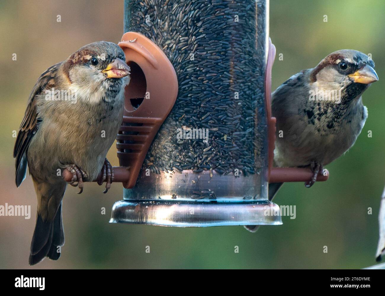 Two Sparrows on the bird feeder Stock Photo - Alamy