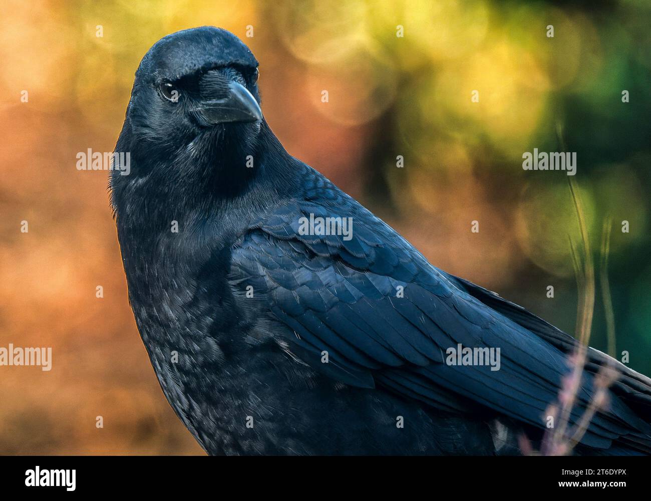 A large Black Bird chirping loudly on a utility cable Stock Photo - Alamy