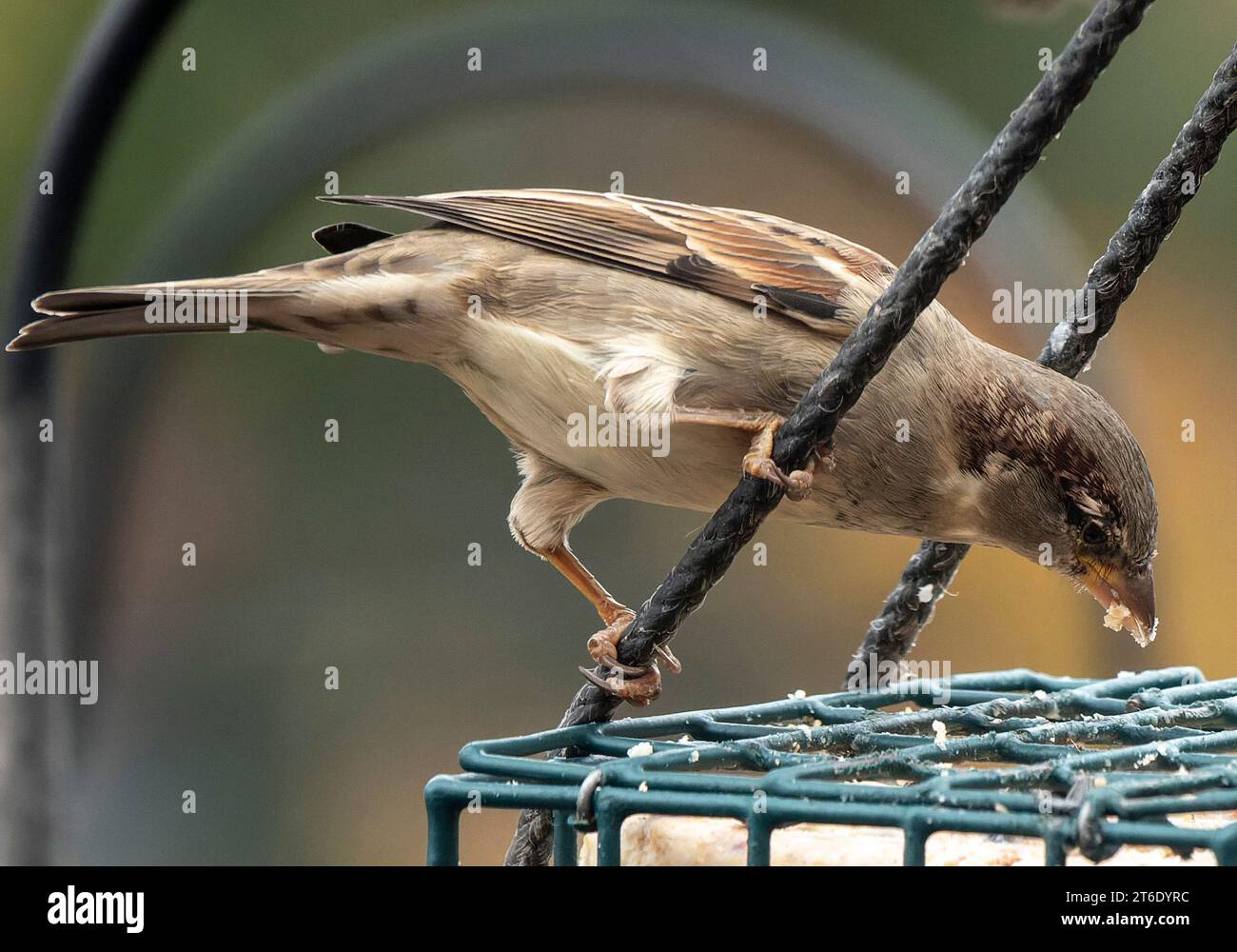 Common wood sparrow hi-res stock photography and images - Alamy