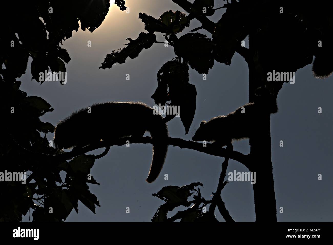 Lum nam pai wildlife sanctuary hi-res stock photography and images - Alamy