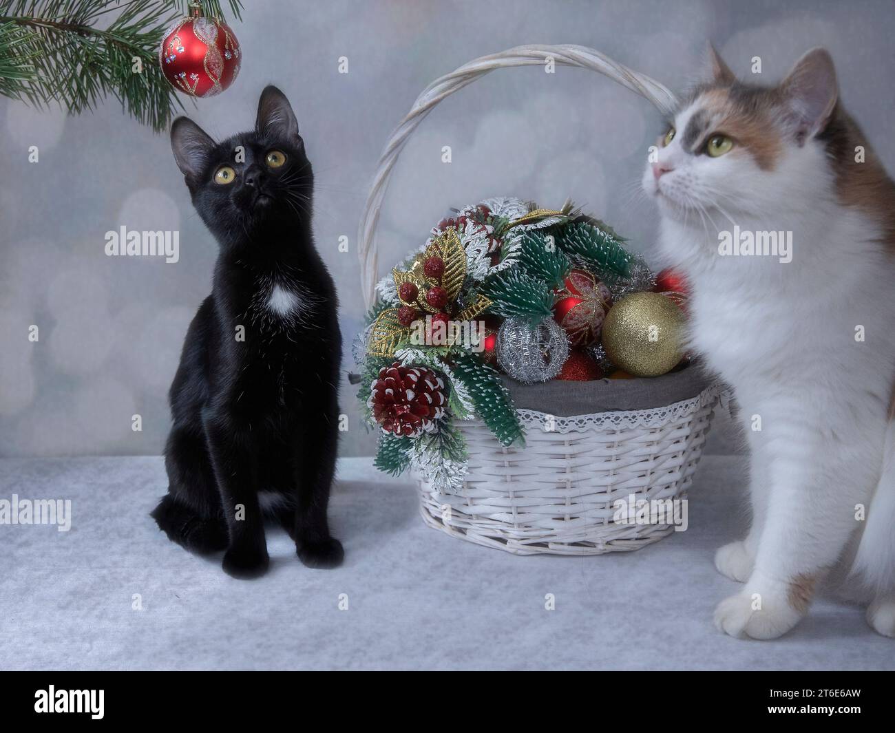 Still life with adorable cat Stock Photo - Alamy