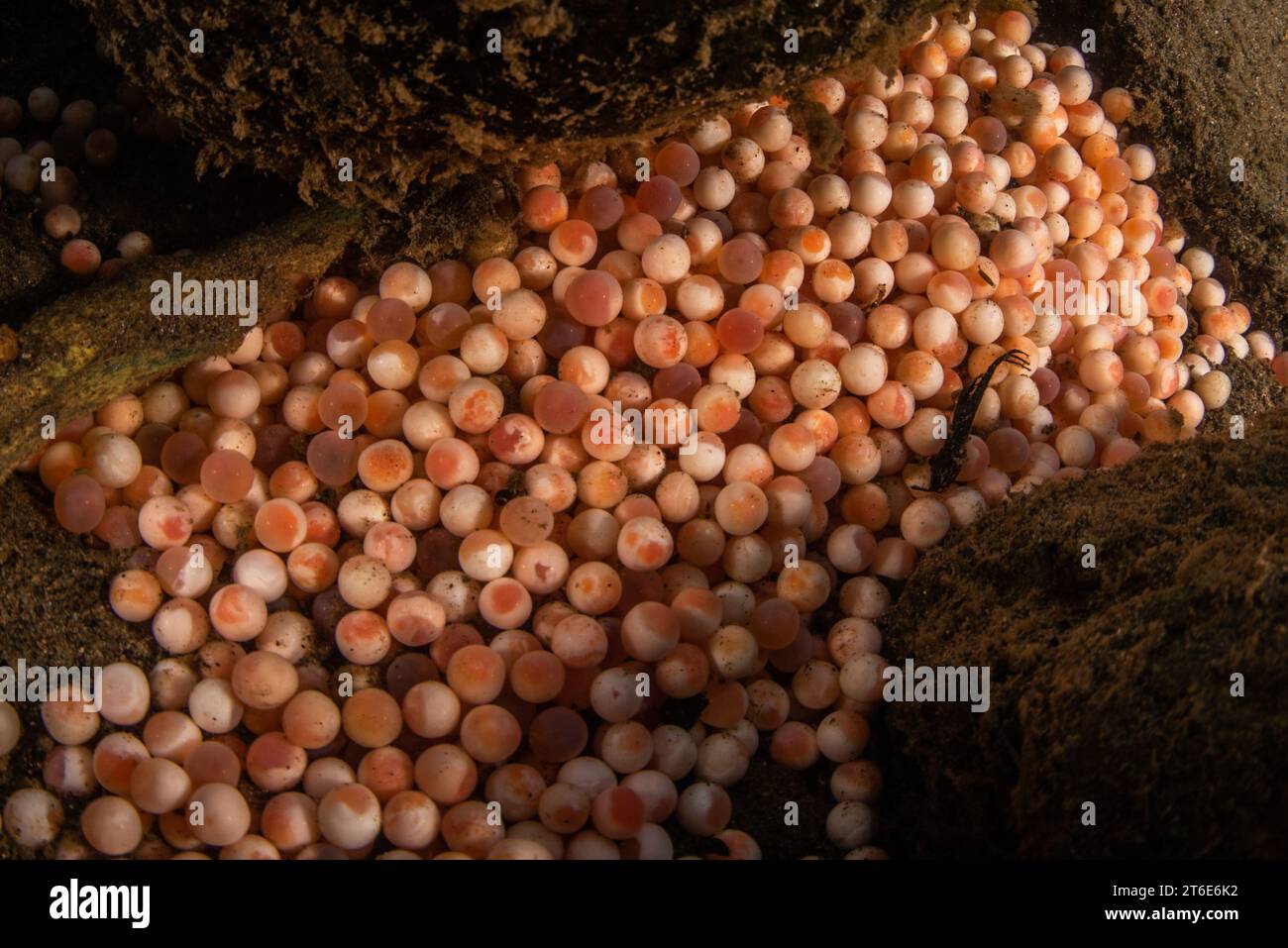 Chinook salmon (Oncorhynchus tshawytscha) roe or eggs sit on the bottom ...