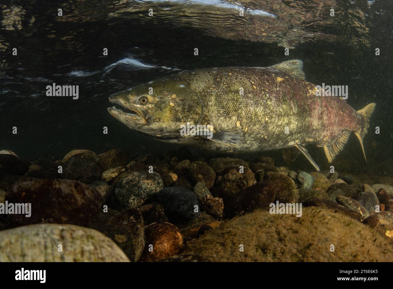 Chinook salmon (Oncorhynchus tshawytscha) female fish migrating ...