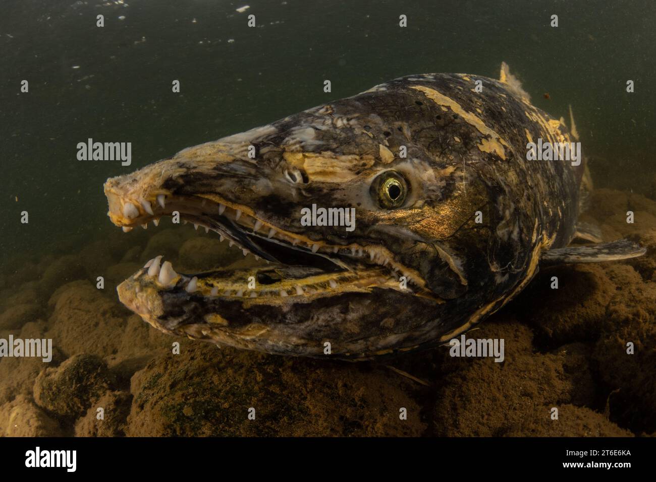 Chinook salmon (Oncorhynchus tshawytscha), a male fish in a river in ...