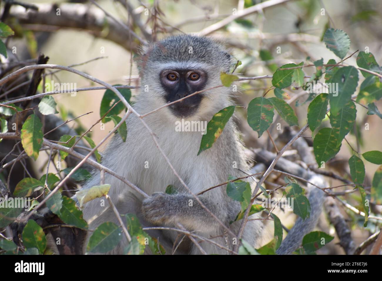 Vervet monkey in South Africa Stock Photo - Alamy