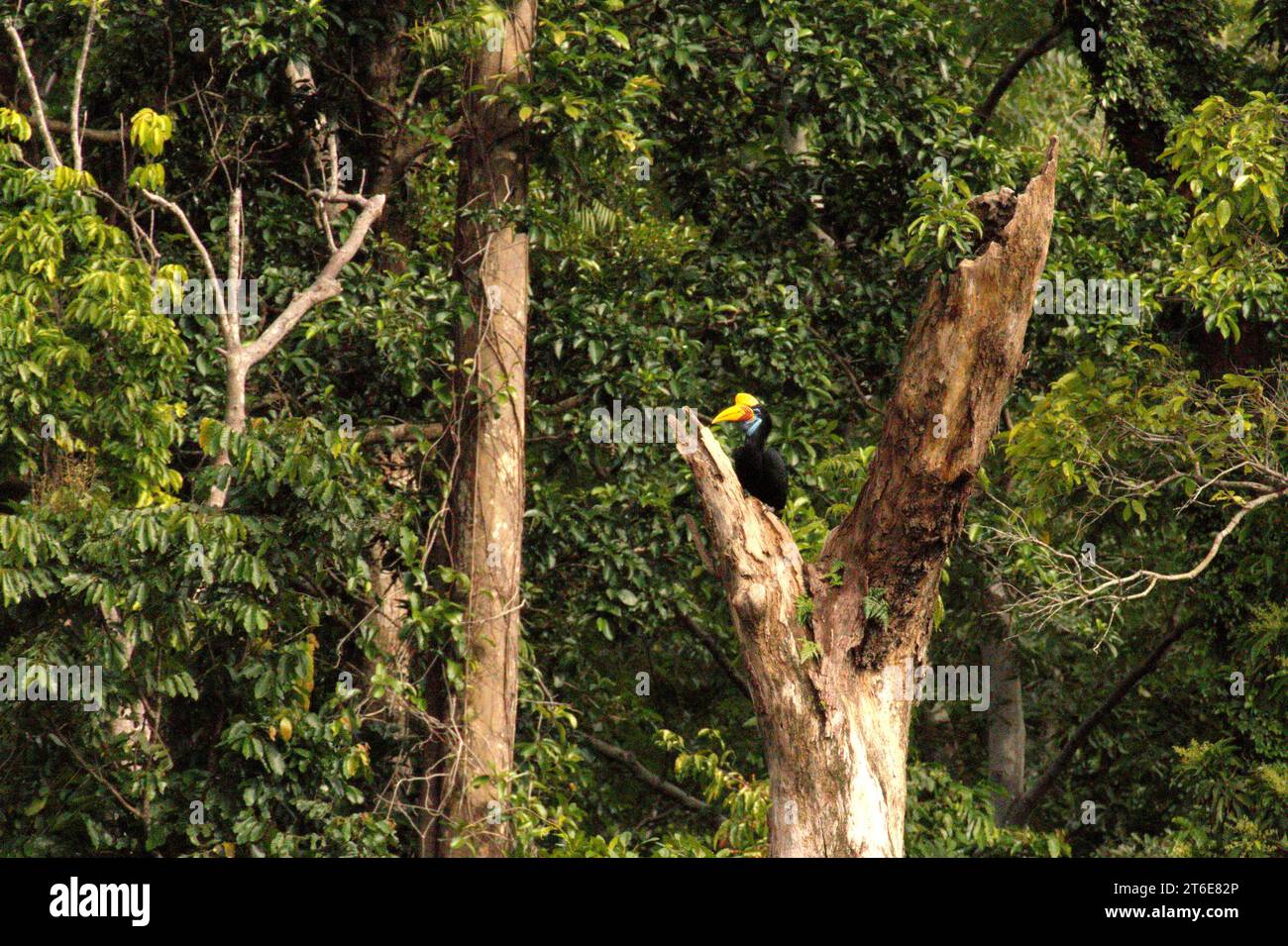 A knobbed hornbill (Rhyticeros cassidix), female individual, perches on ...