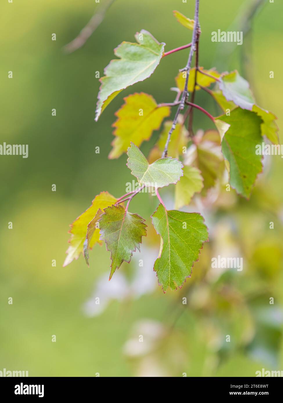 Branch of birch tree, Betula pendula, silver birch, warty birch ...