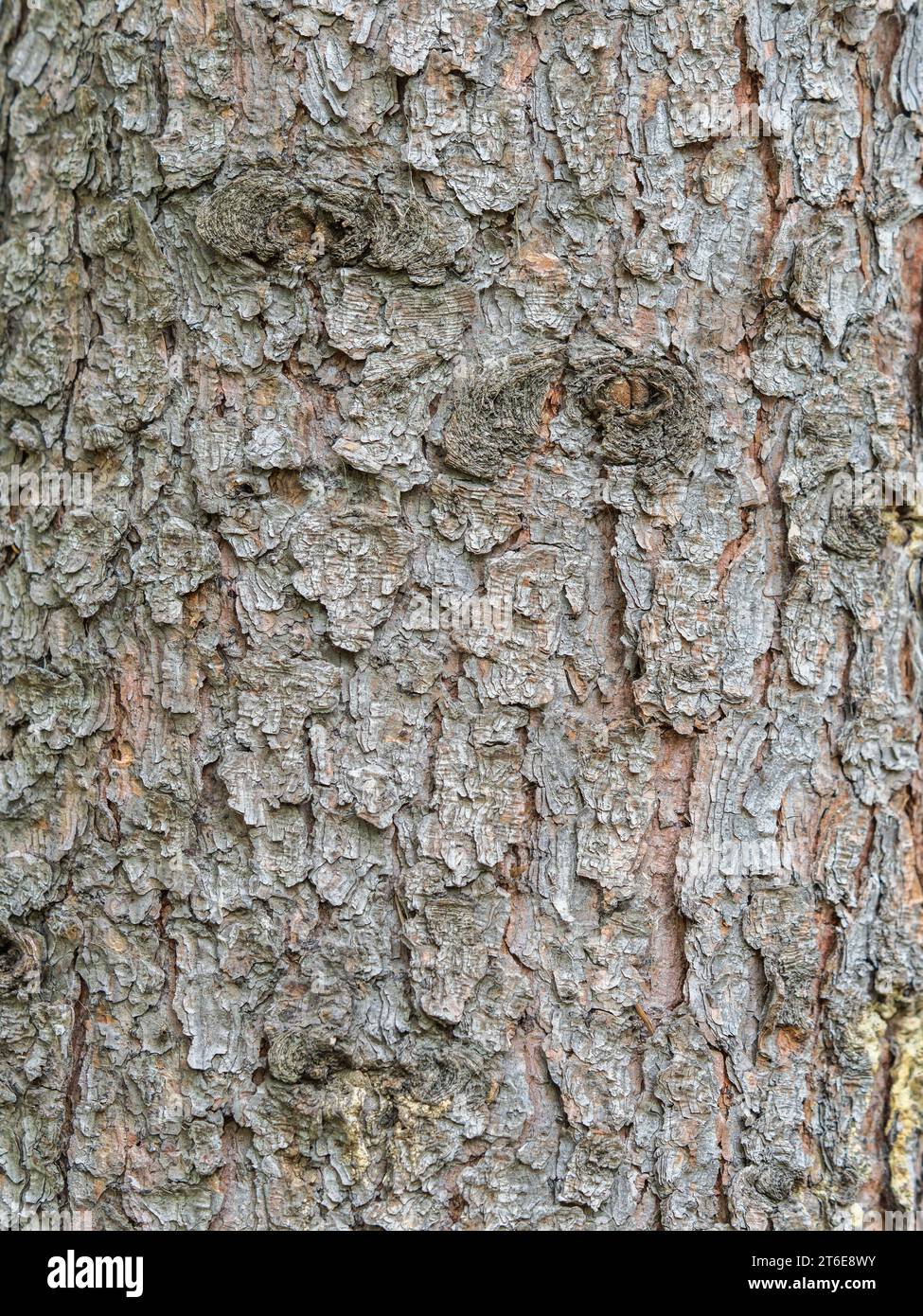 Bark texture and background of a old fir tree trunk. Detailed bark ...