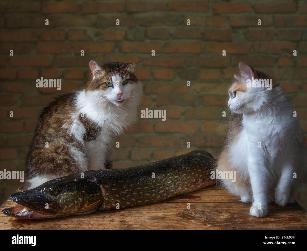 Still life of fish and cat hi-res stock photography and images - Alamy