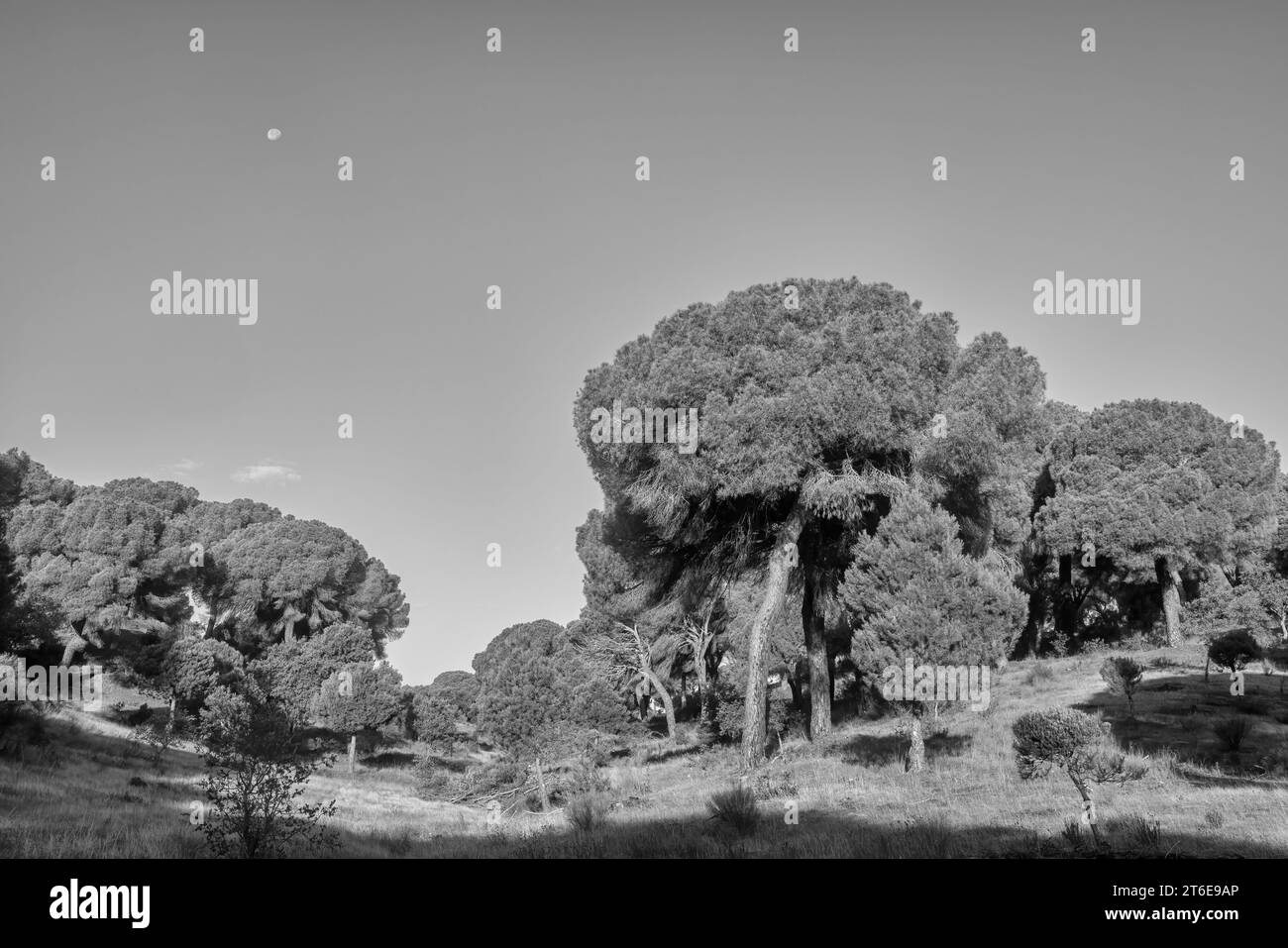 Wildflowers in the grasslands Black and White Stock Photos & Images - Alamy