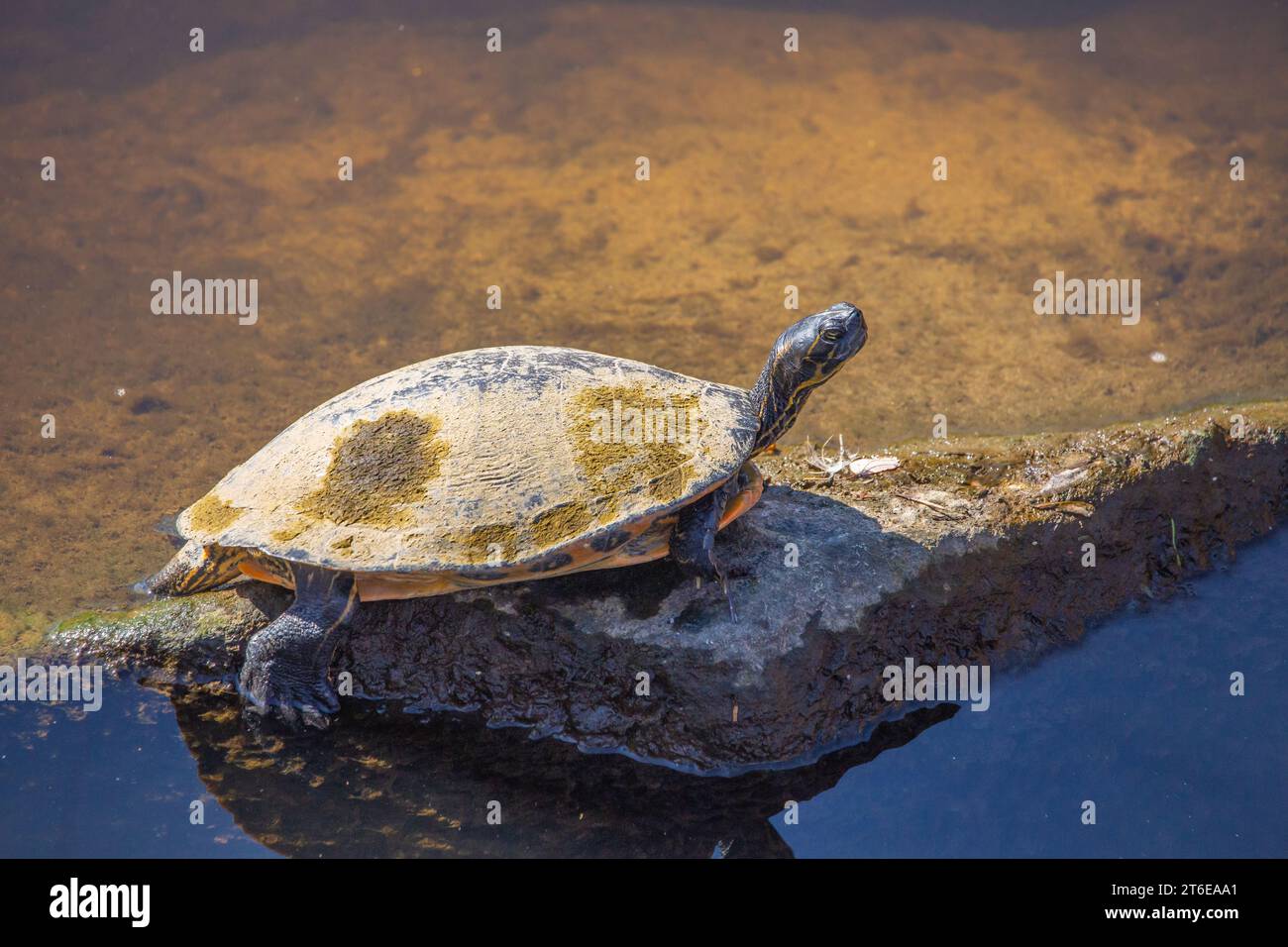 River cooter turtle sunning on a rock in calm water Stock Photo - Alamy