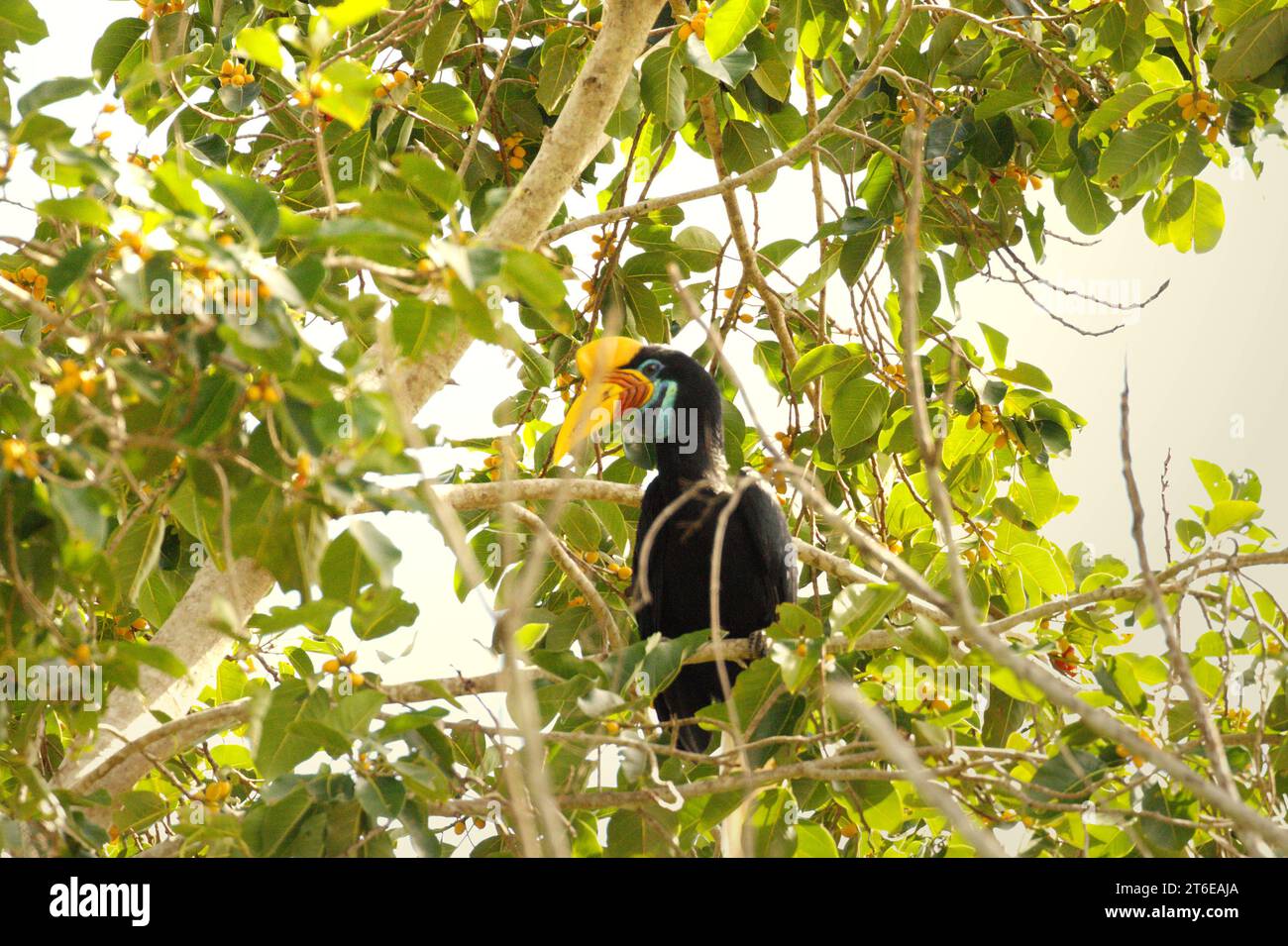 A knobbed hornbill (Rhyticeros cassidix), female individual, perches on ...