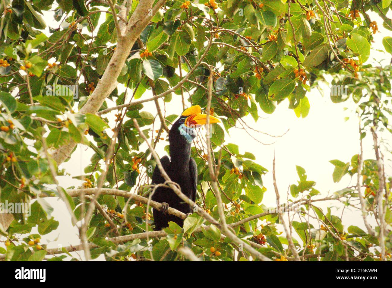 A knobbed hornbill (Rhyticeros cassidix), female individual, perches on ...