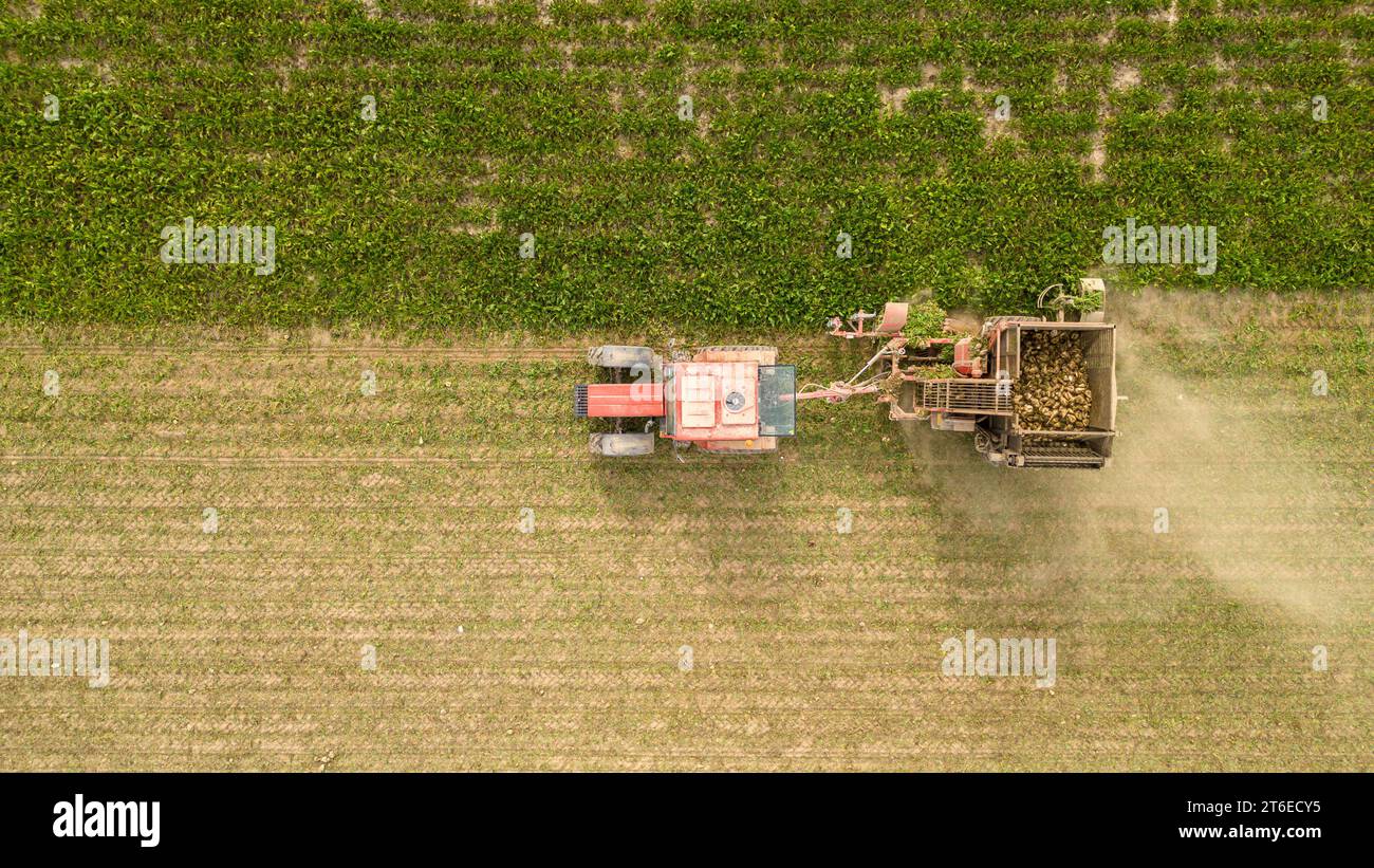 Beet harvesting machine hi-res stock photography and images - Alamy