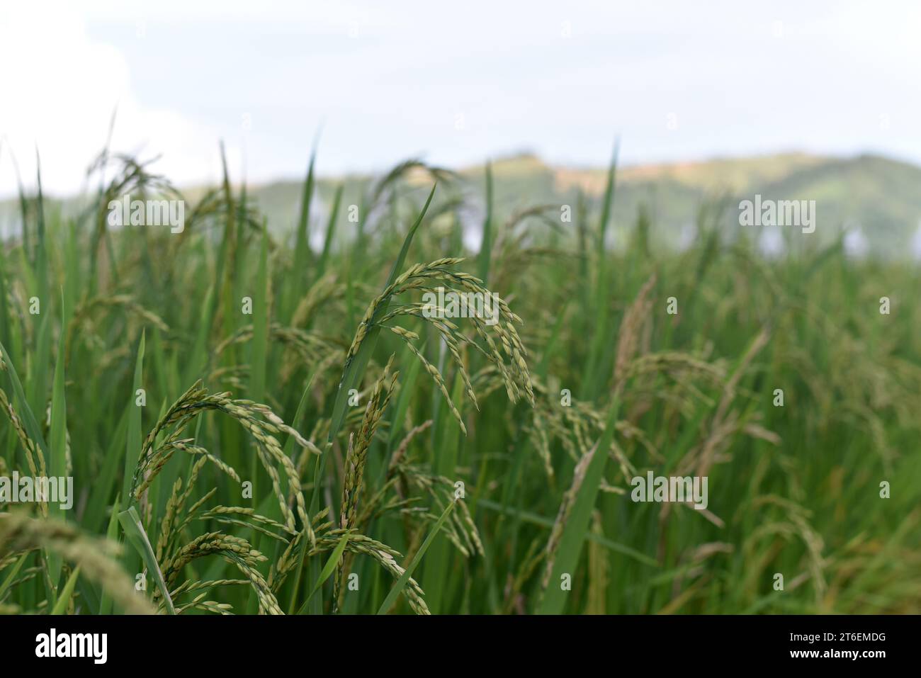 Ear of rice. Close-up to rice seeds in ear of paddy. Beautiful rice ...