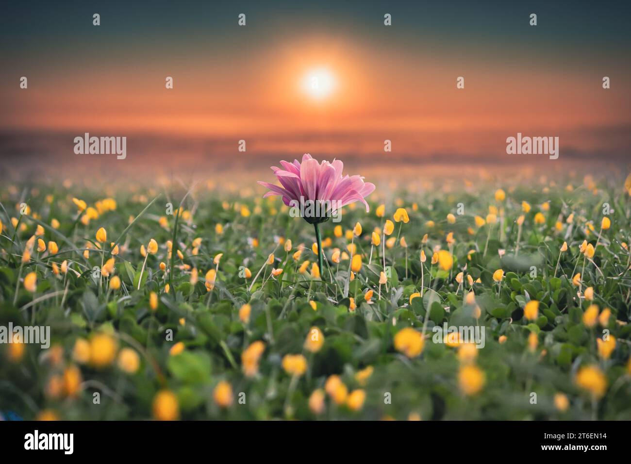 Freshness horizon hi-res stock photography and images - Alamy