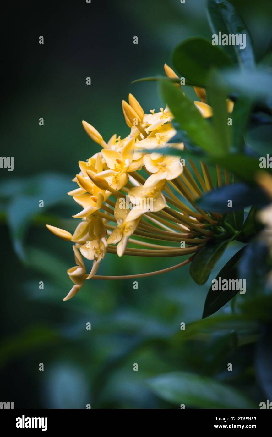 Flower with high Contrast or Dark Background Stock Photo - Alamy
