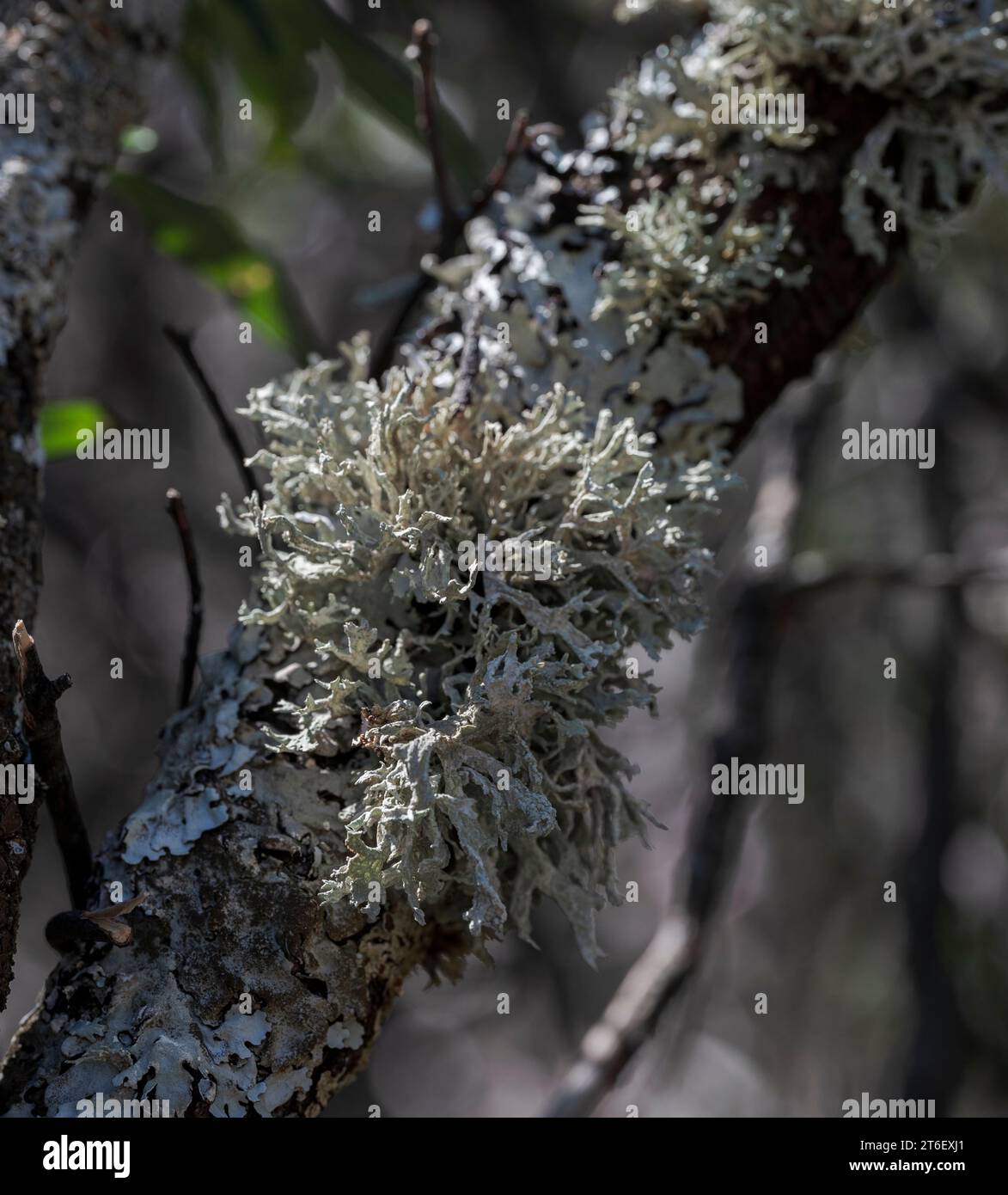 Lichen found in northern hemisphere hi-res stock photography and images ...