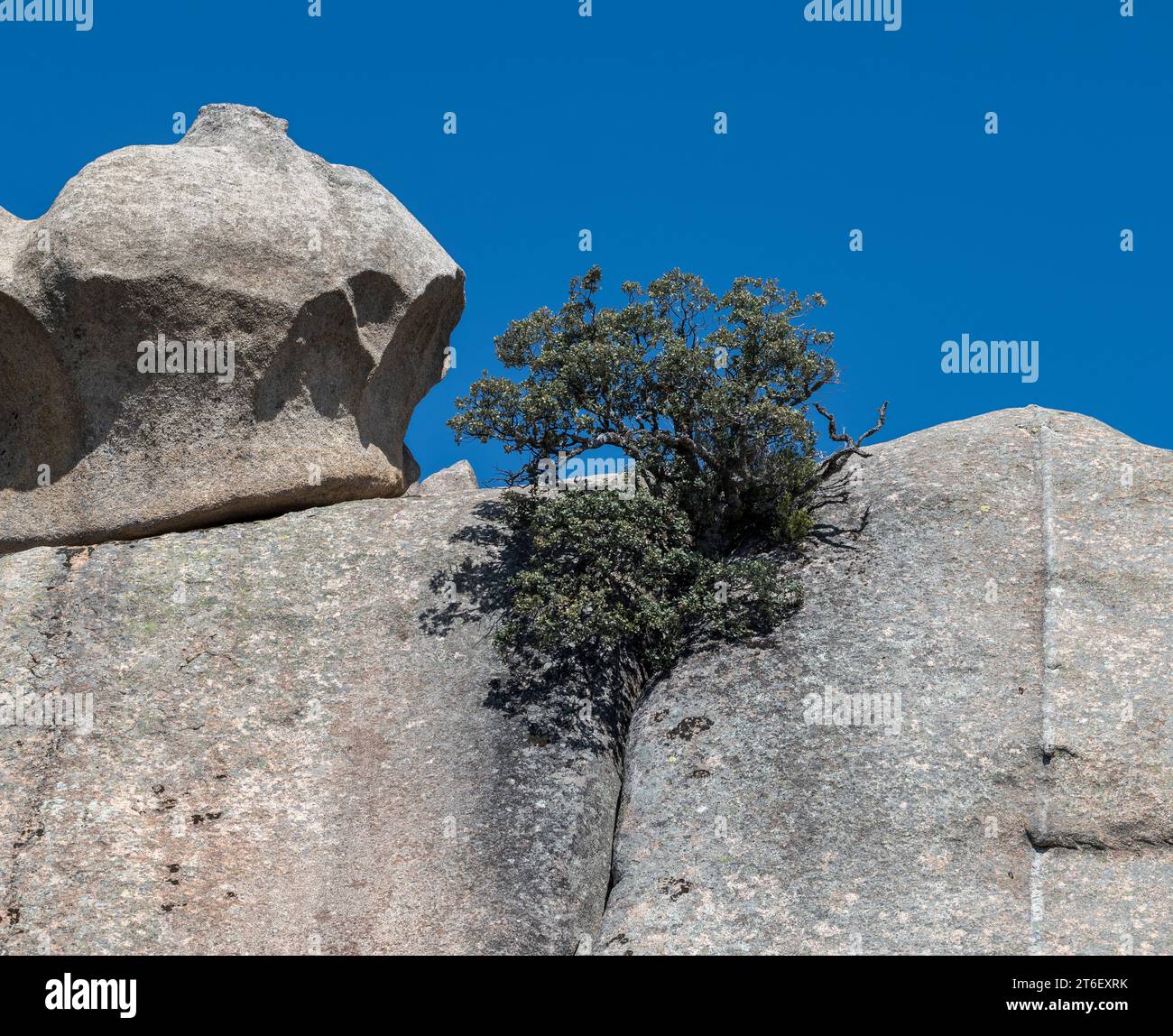 Holm oak, Quercus rotundifolia, growing on the rocks. Photo taken in La ...