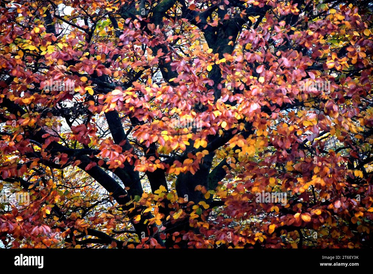 Copenhagen, Denmark /10 November 2023/Fall clolour leave and tree in ...