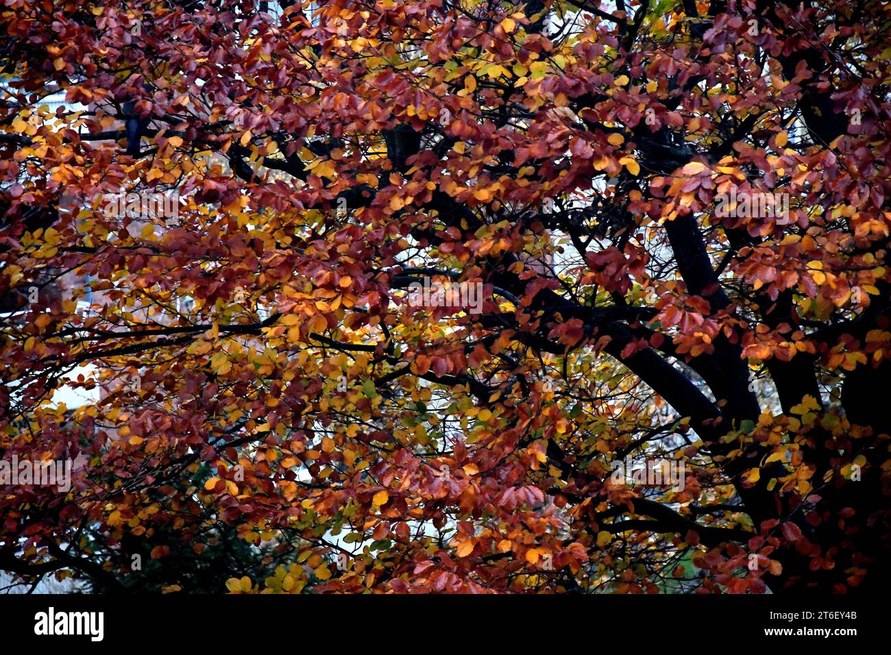 Copenhagen, Denmark /10 November 2023/Fall clolour leave and tree in ...