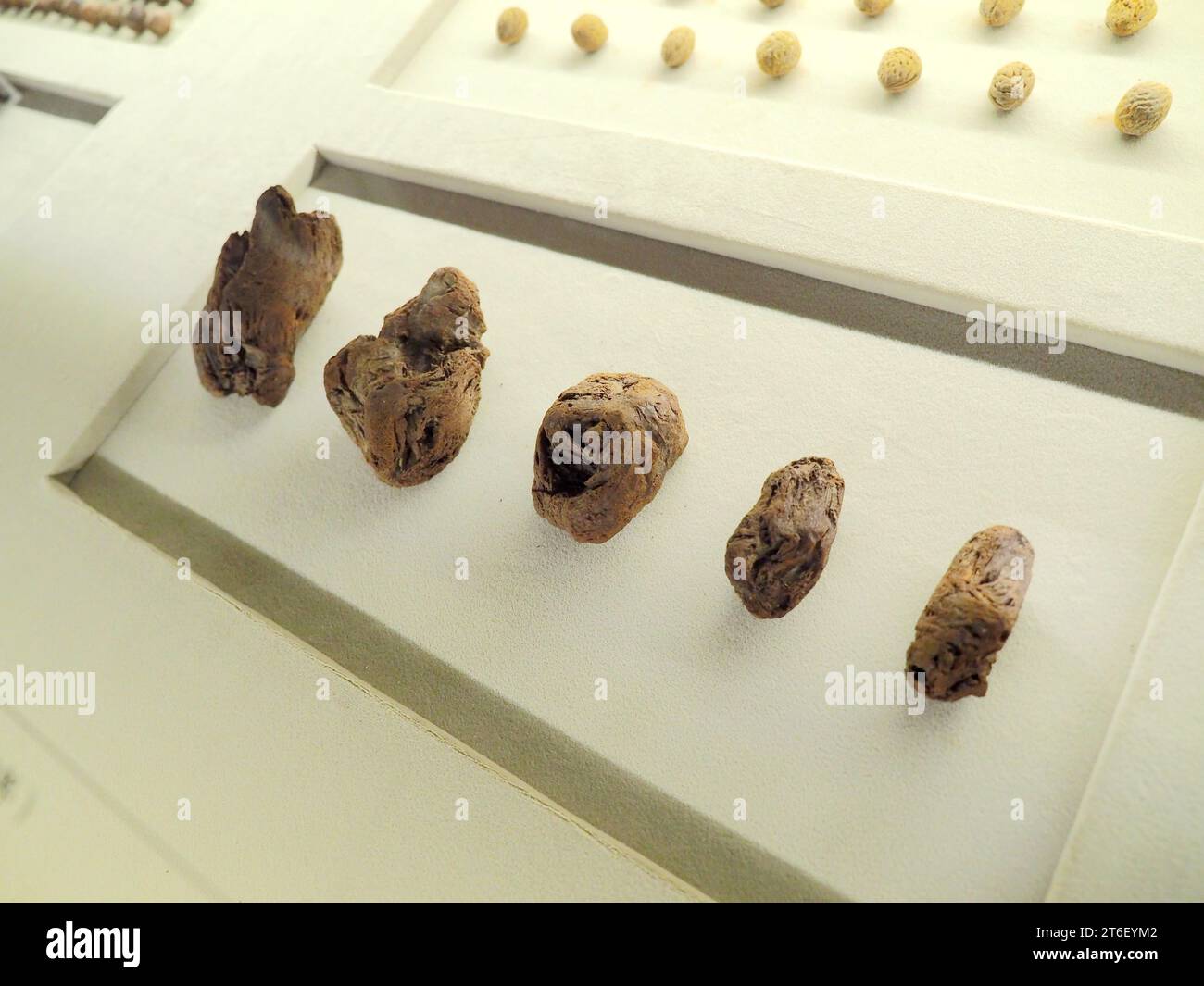 The Special Archaeological Exhibition for Commemorating 50 Years of ...