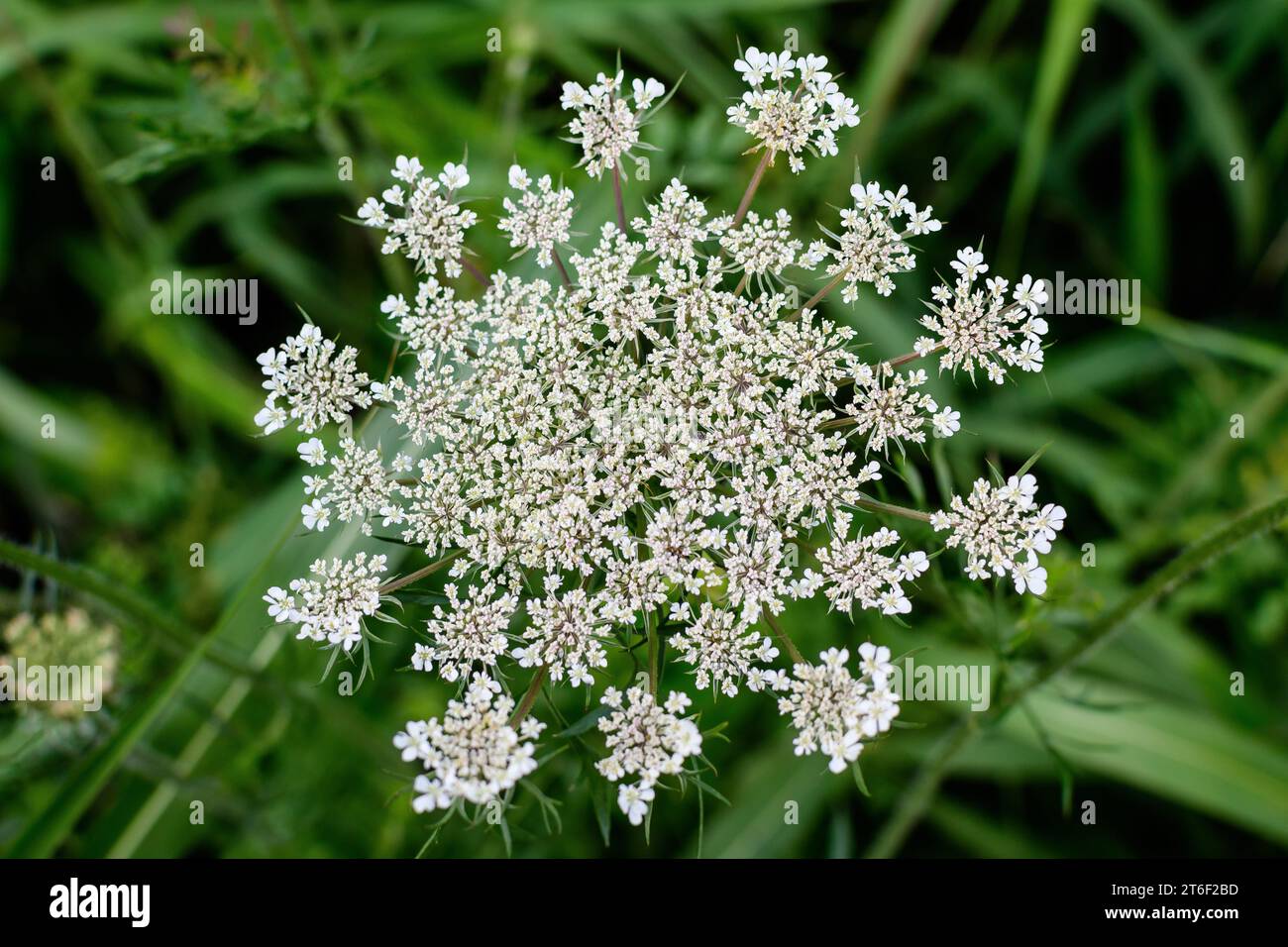 Many delicate white flowers of Anthriscus sylvestris wild perennial ...