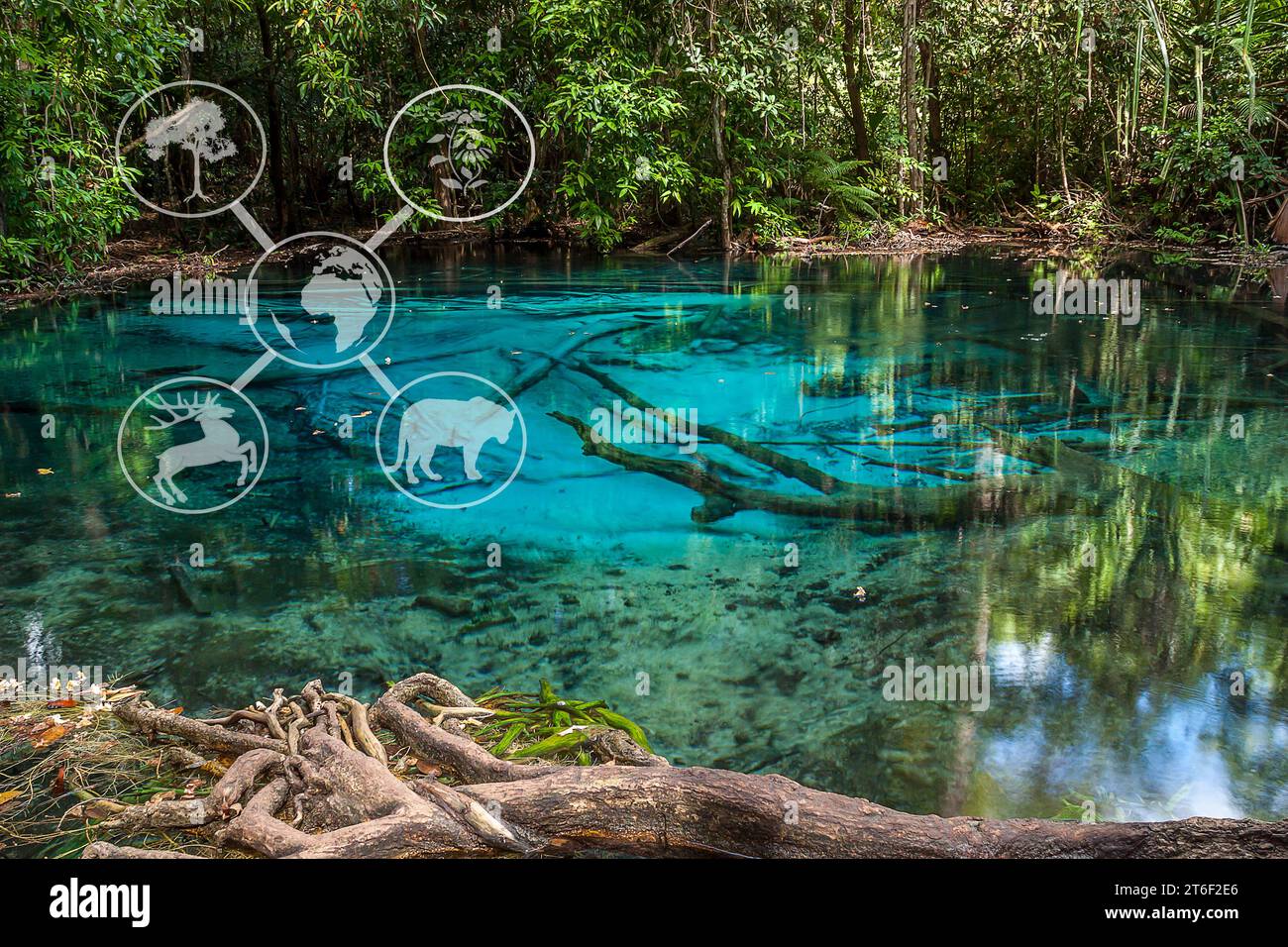 Ecosystem and preserve nature and sustainable concept, Watershed forest ...