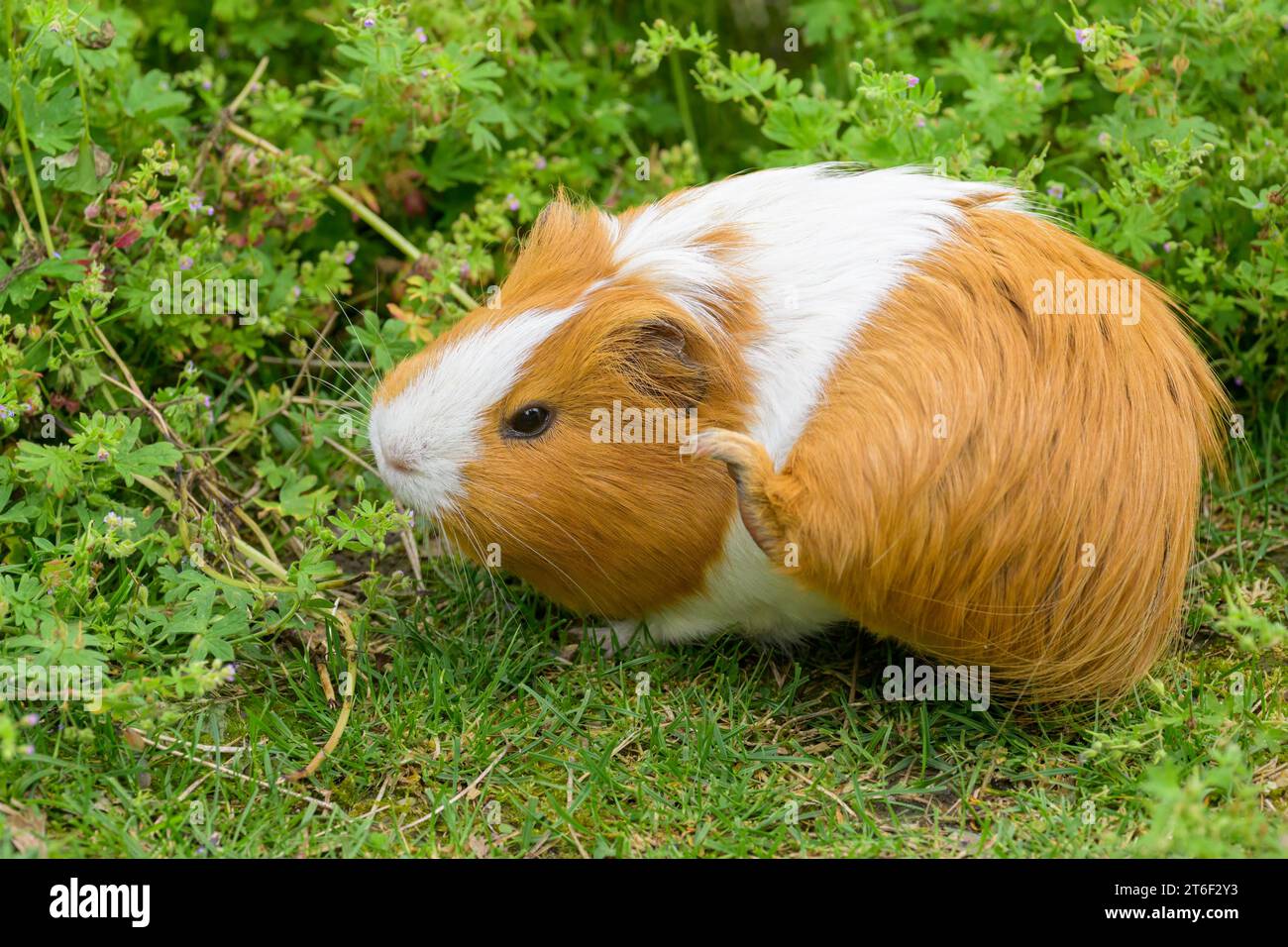 Portrait of a beautiful guinea pig in the garden, cloudy day in ...