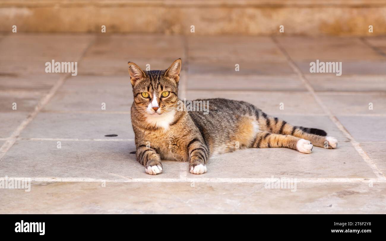 Stray tabby kitty. Yellow eye shorthaired multicolored cat breed is ...