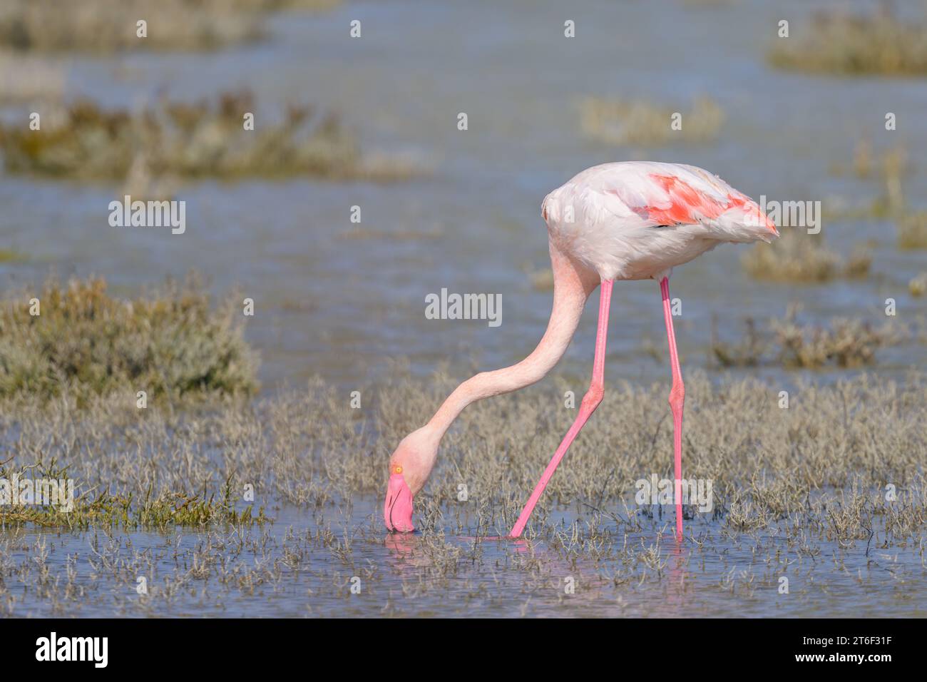 A Greater Flamingo walking in the water and looking for food, sunny ...