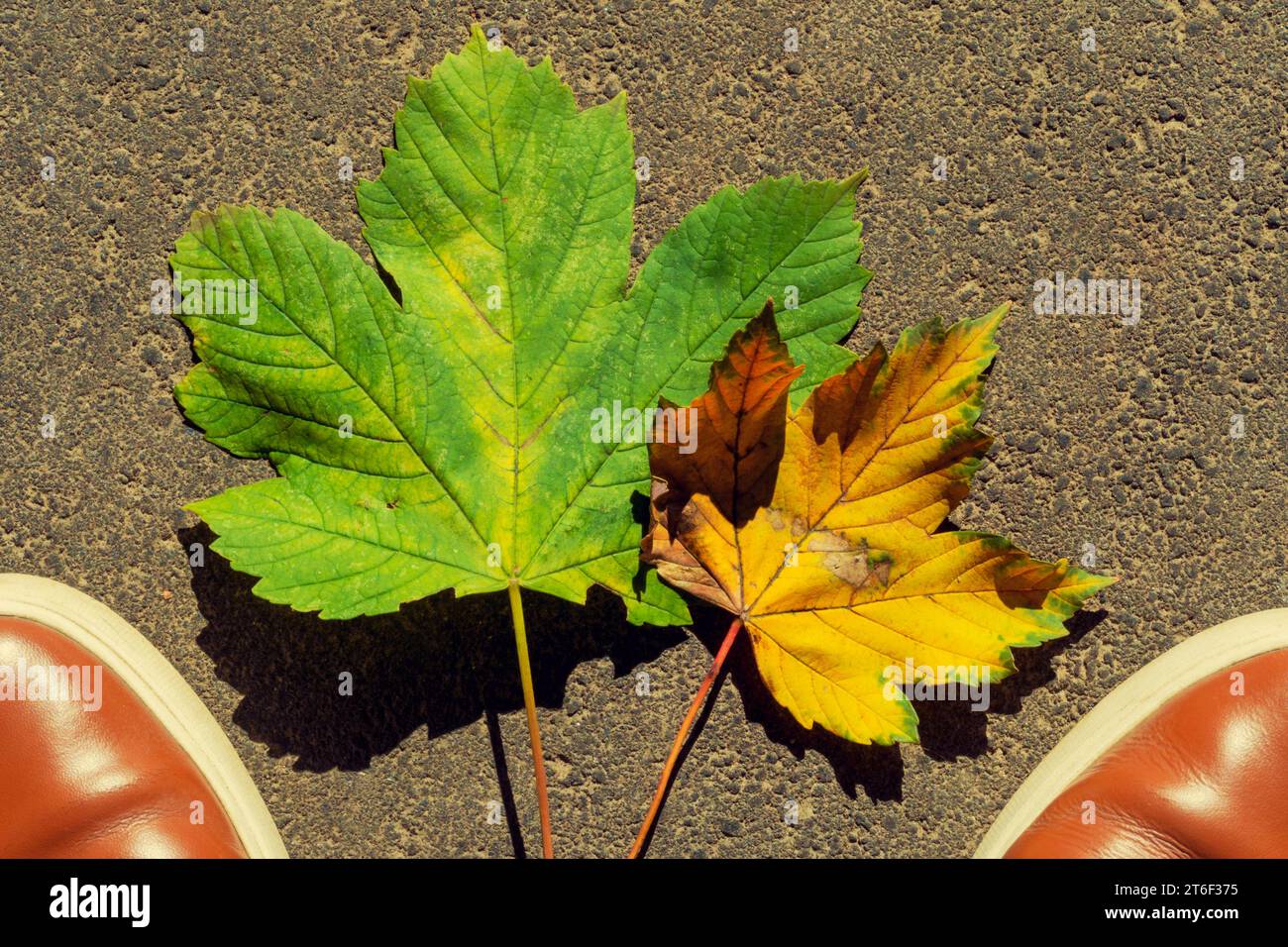 Fall leaves, legs and Brown shoes. Conceptual Autumn composition. Feet ...