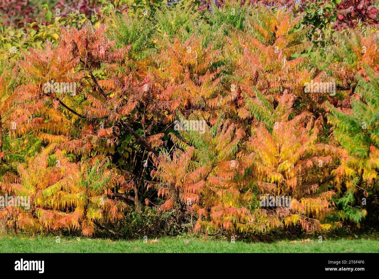 Minimalist monochrome background with large red and orange leaves and ...