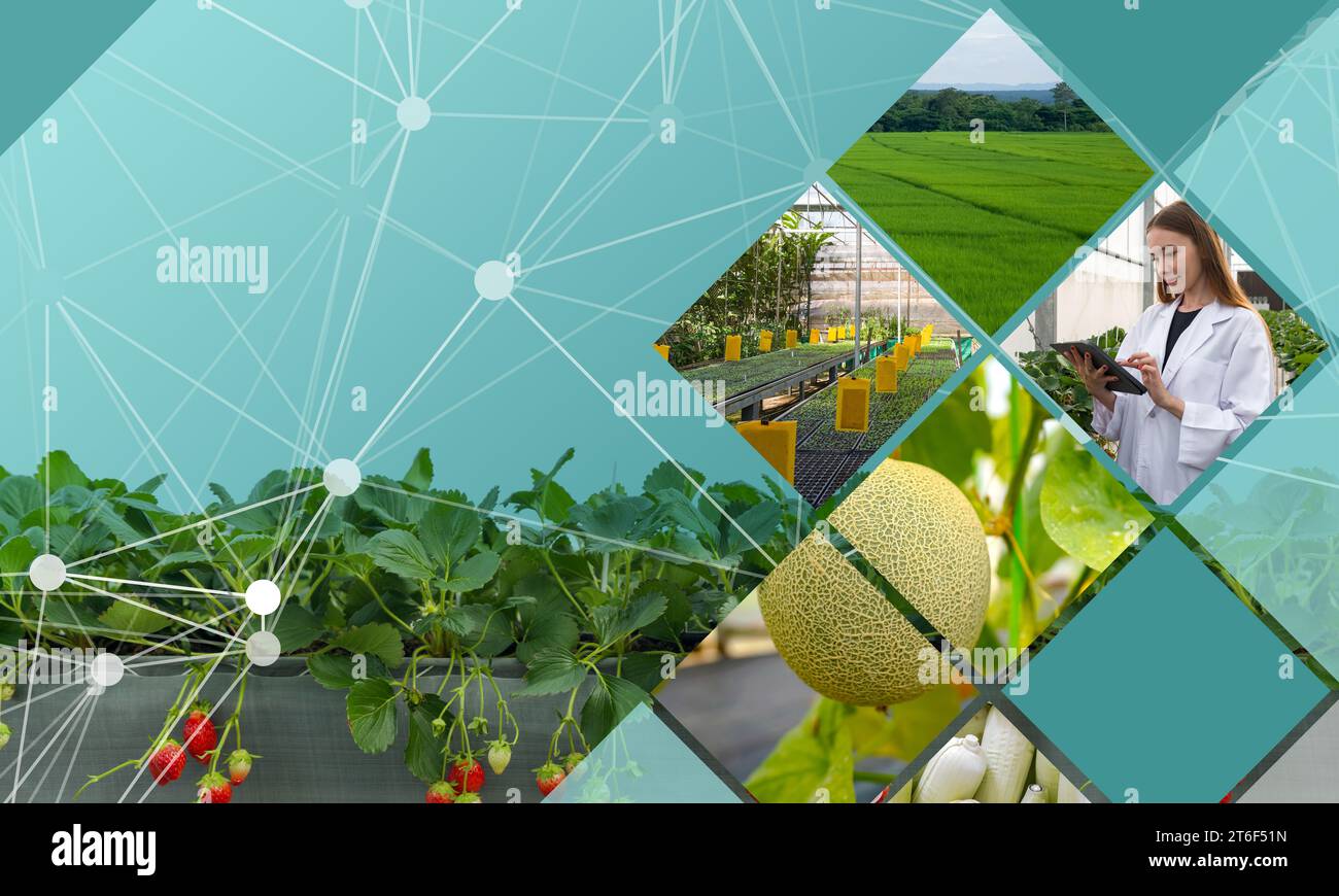 Photo collages of diverse plants, crops aesthetics and researcher Stock ...