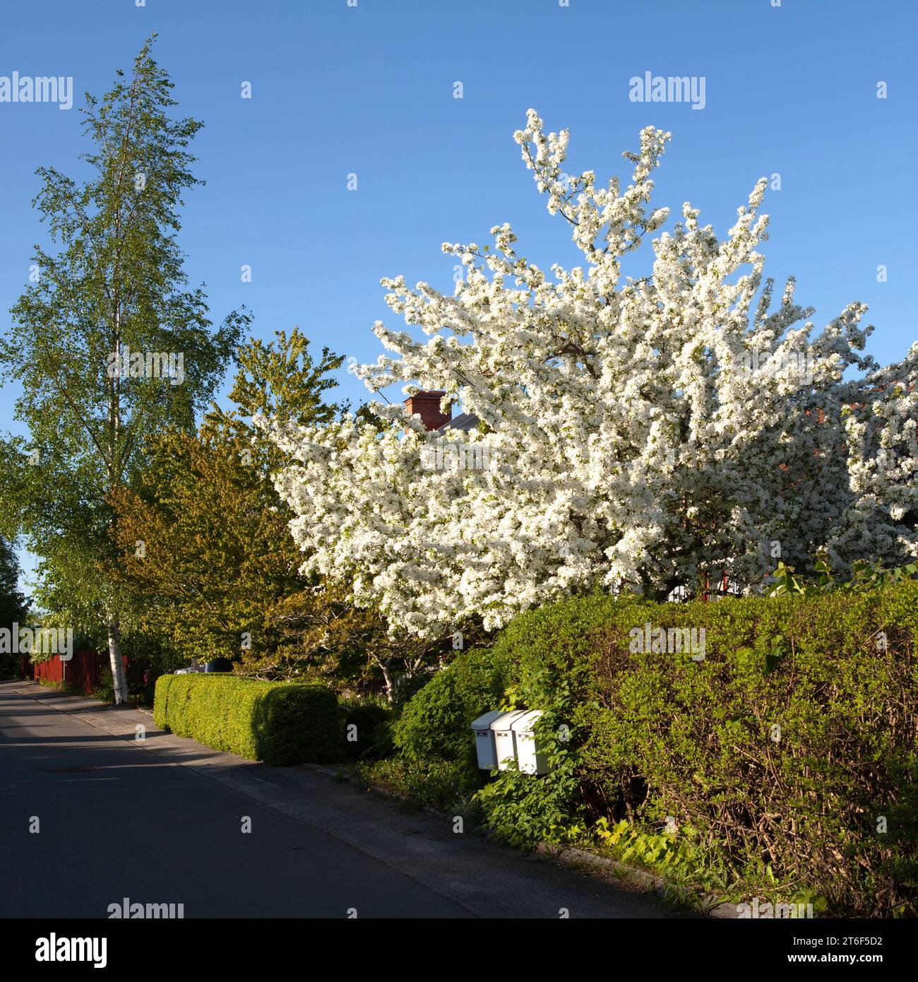 Colorful fruit tree in a garden in the evening light. Street and hedges ...