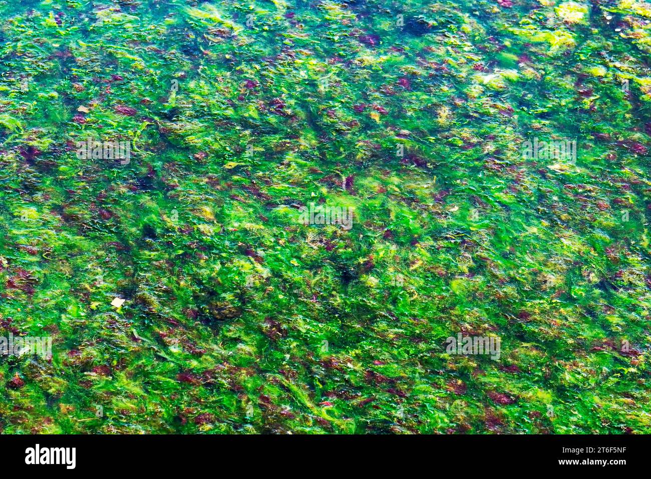 Green seaweed in the ocean. The surface of the sea is covered with ...