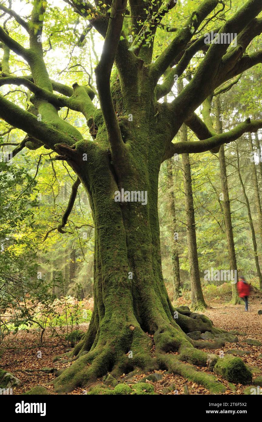 Ponthus beech hi-res stock photography and images - Alamy