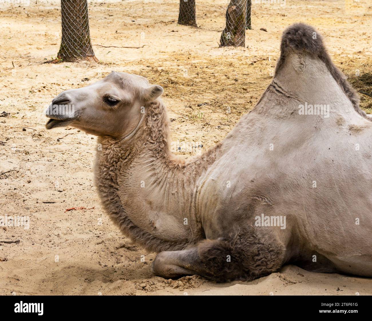 camel . one humped camel sitting on the ground Stock Photo - Alamy
