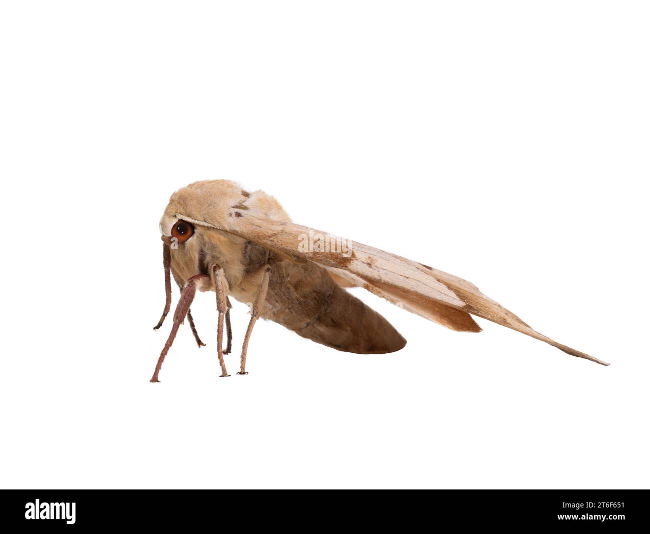 butterfly moth isolated on white background Stock Photo - Alamy