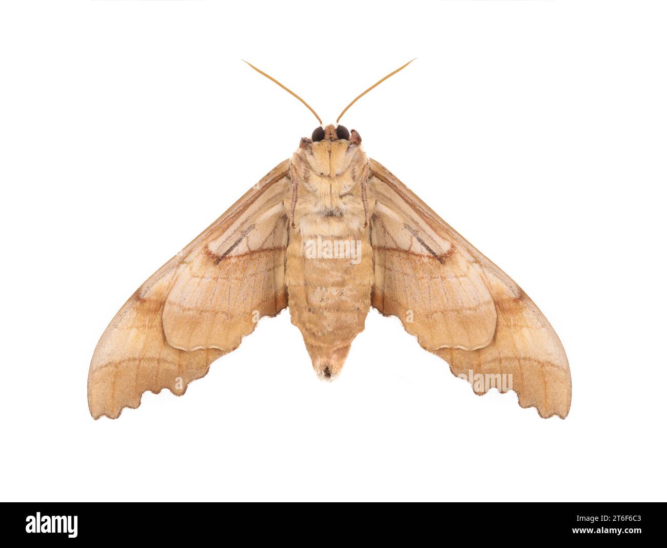 butterfly moth isolated on white background Stock Photo - Alamy