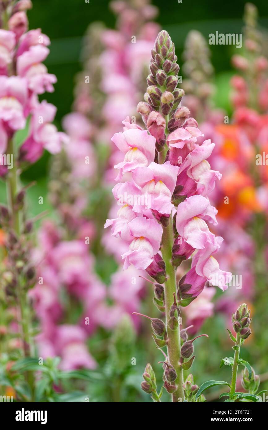 Antirrhinum Potomac Lavender, snapdragon Lavender, dusky pink flowers ...