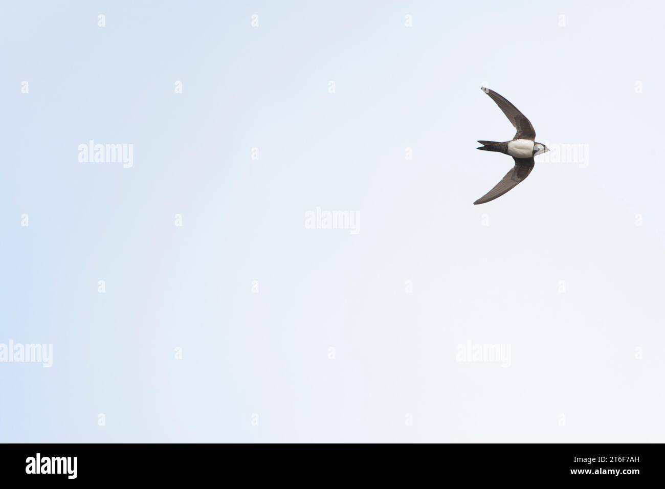 Alpine Swift (Apus melba) flying over Rabbit Island off Petra on the ...