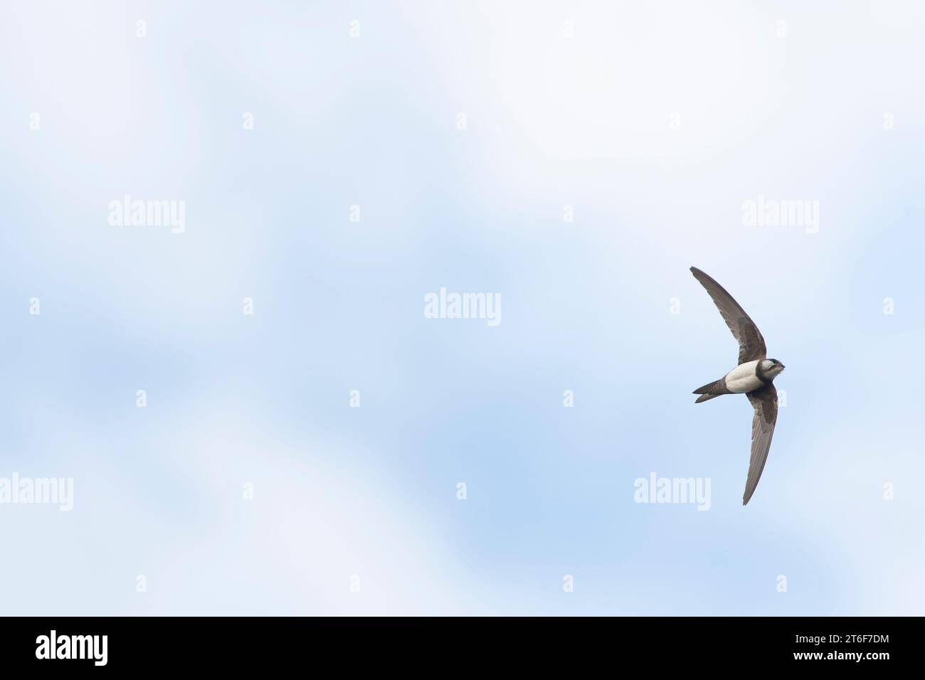 Alpine Swift (Apus melba) flying over Rabbit Island off Petra on the ...