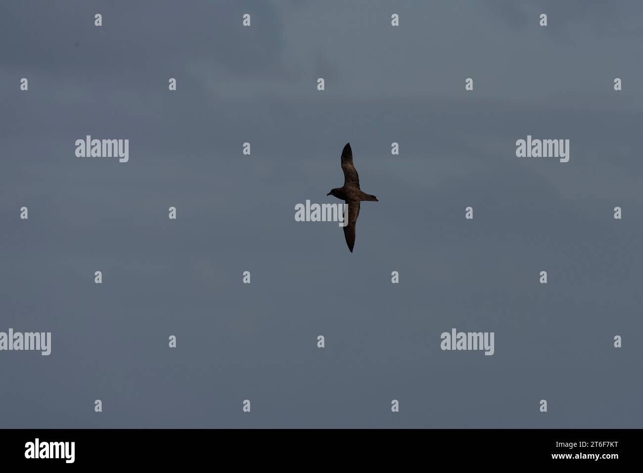 Great-winged Petrel (Pterodroma macroptera) flying above the South ...