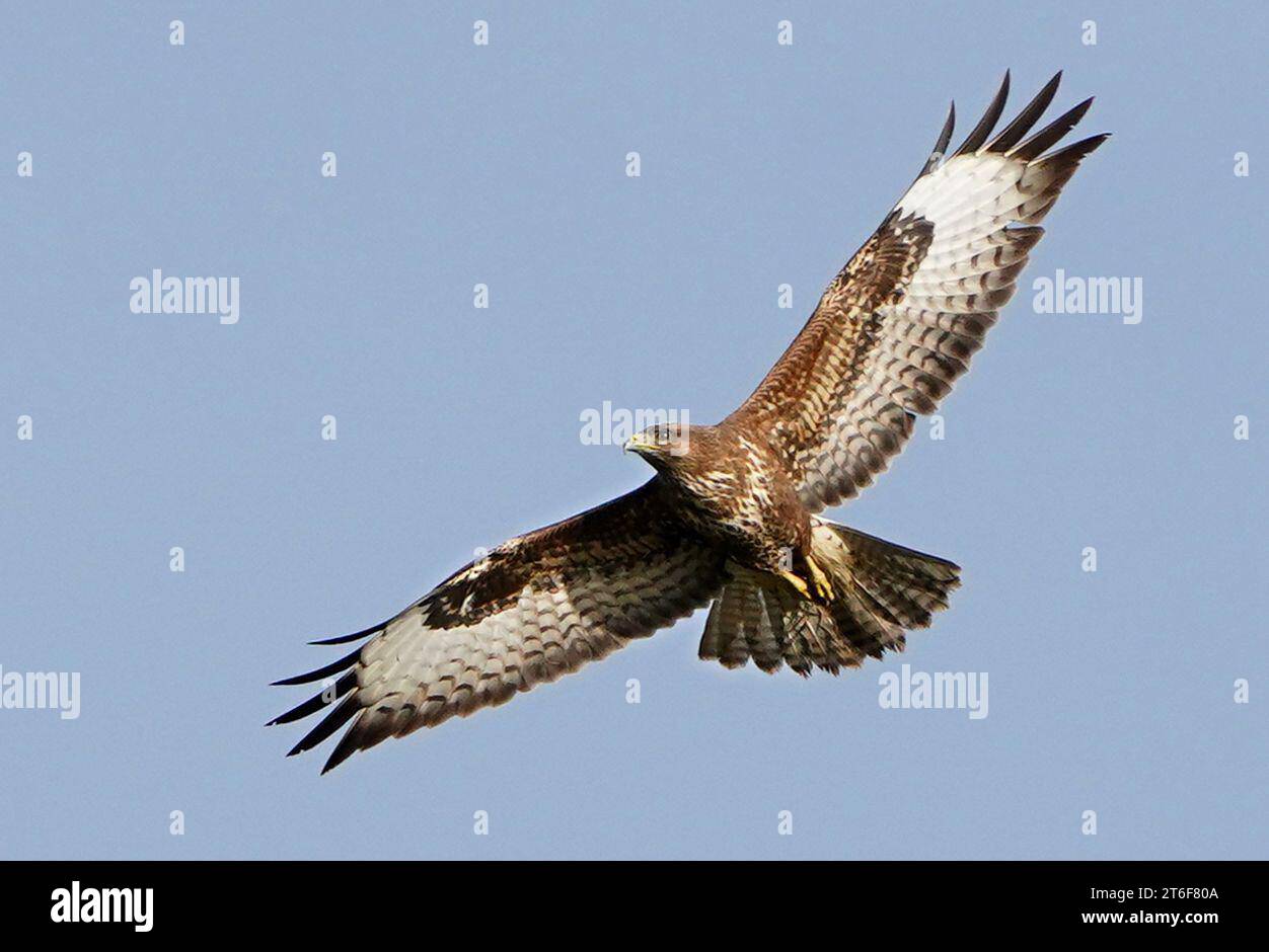 One of a pair of Buzzards seen flying over Romney Marsh near Ashford in ...