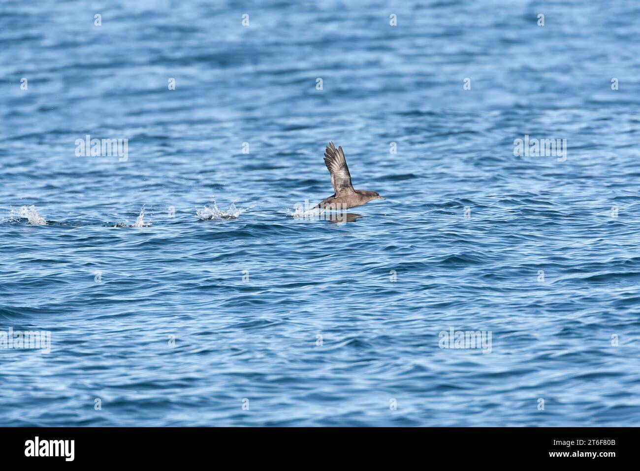 Sooty Shearwater (Puffinus griseus) during autumn migration off the ...